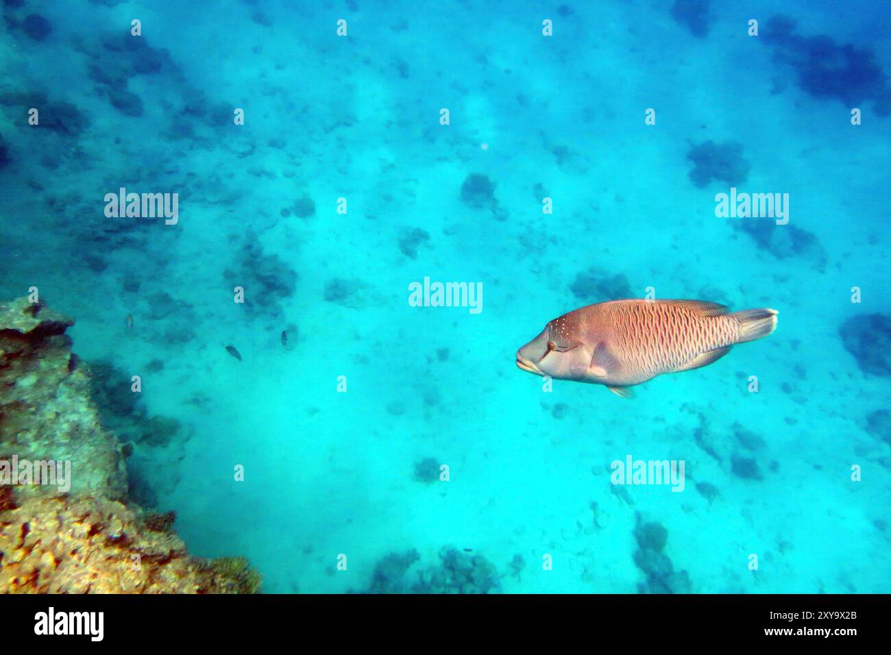 Colorful fish swim gracefully through the clear waters of the Red Sea ...