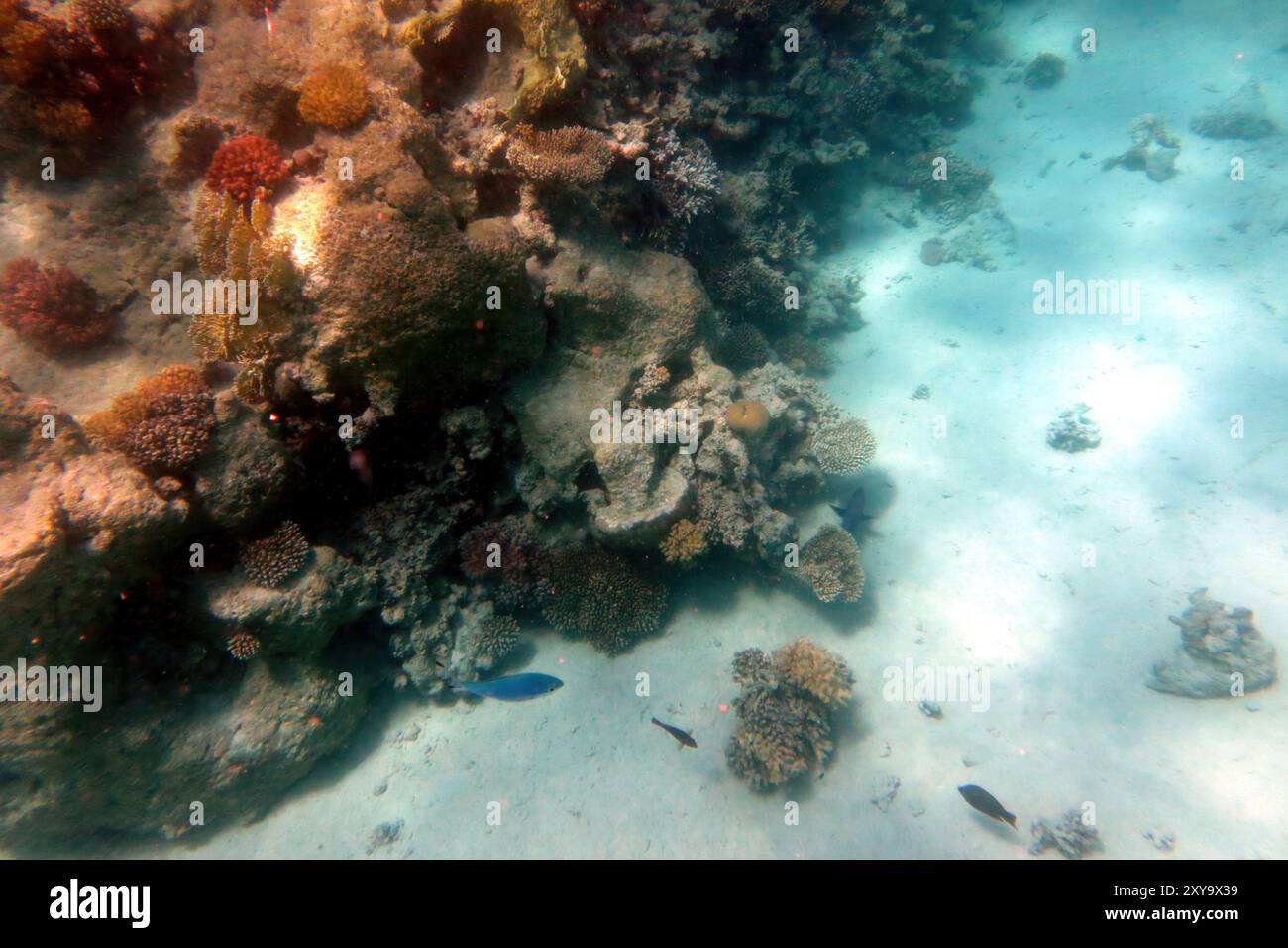 Colorful coral formations teem with diverse marine life in the tropical ...