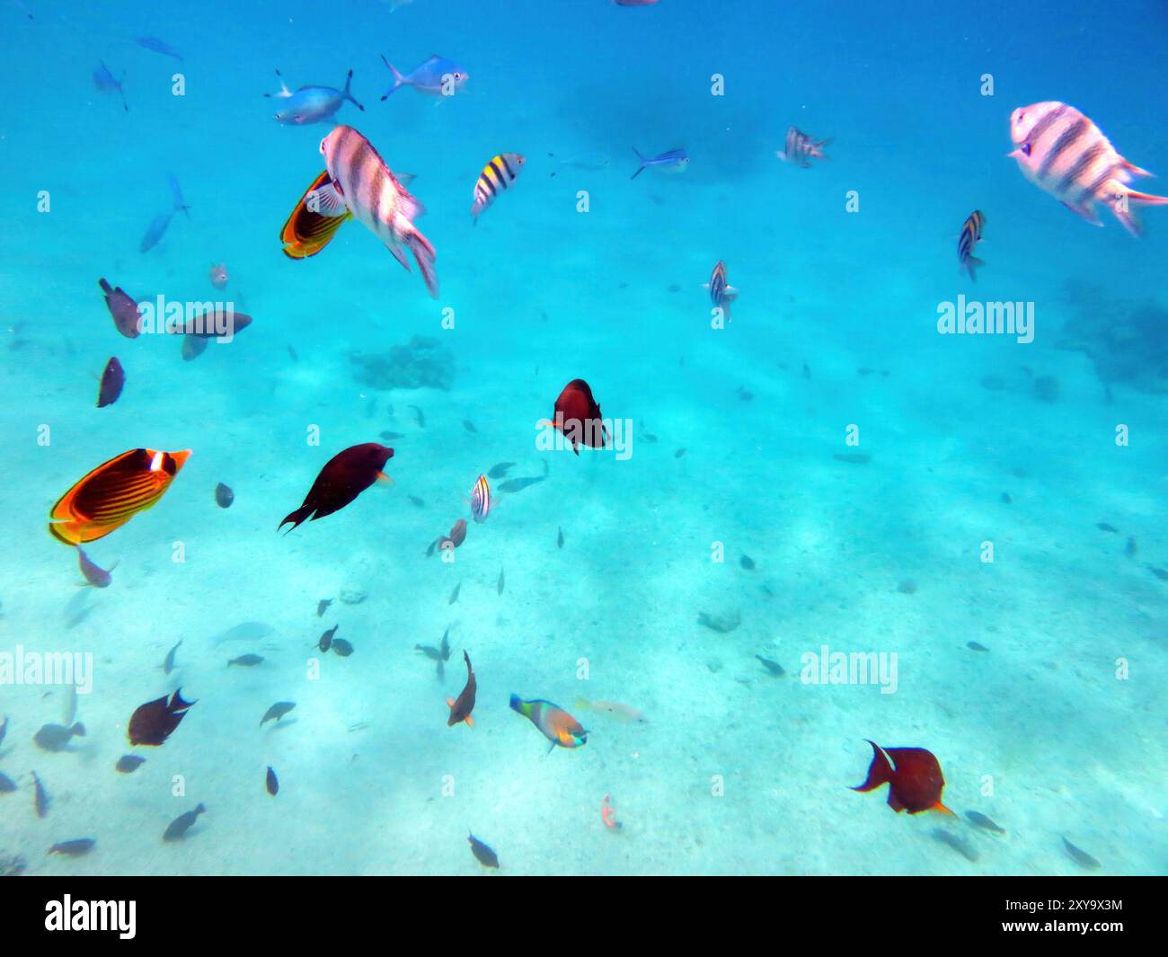 An array of colorful tropical fish swim gracefully through the crystal ...