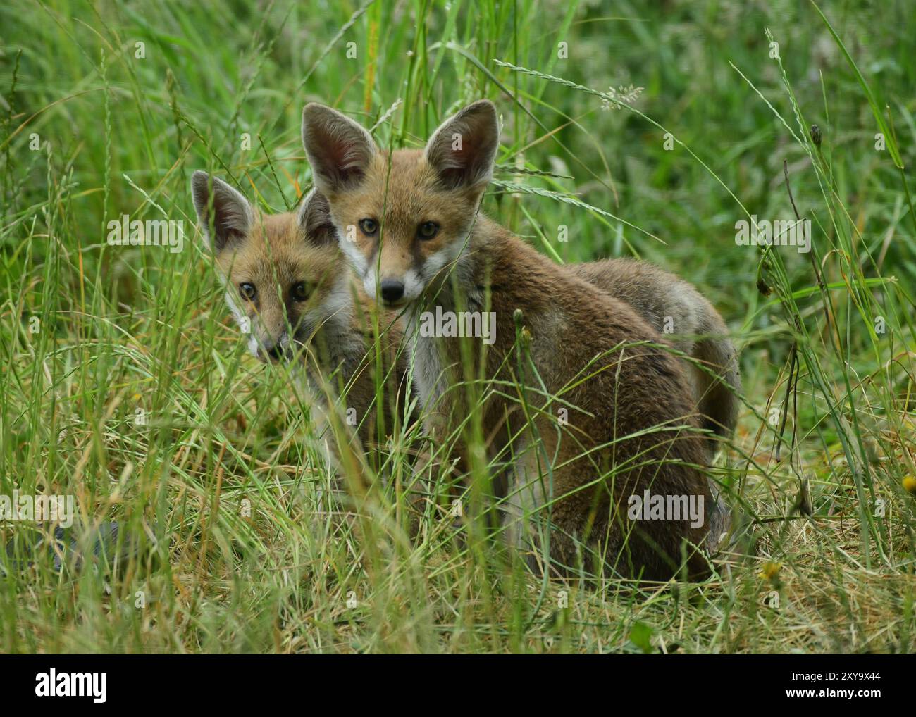 Fox cubs playing hi-res stock photography and images - Alamy