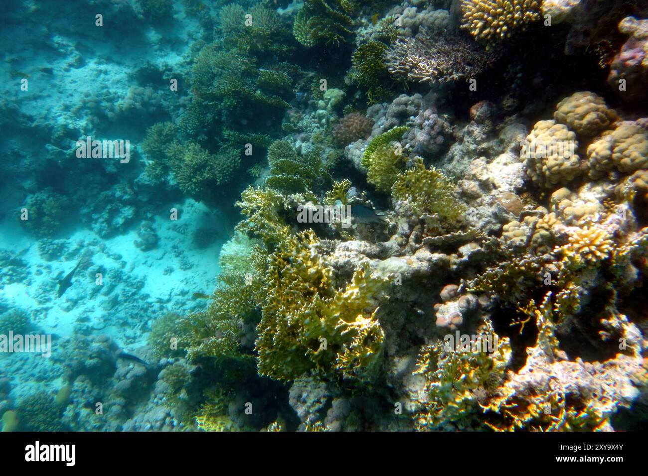 A colorful underwater ecosystem teems with marine life, showcasing the ...