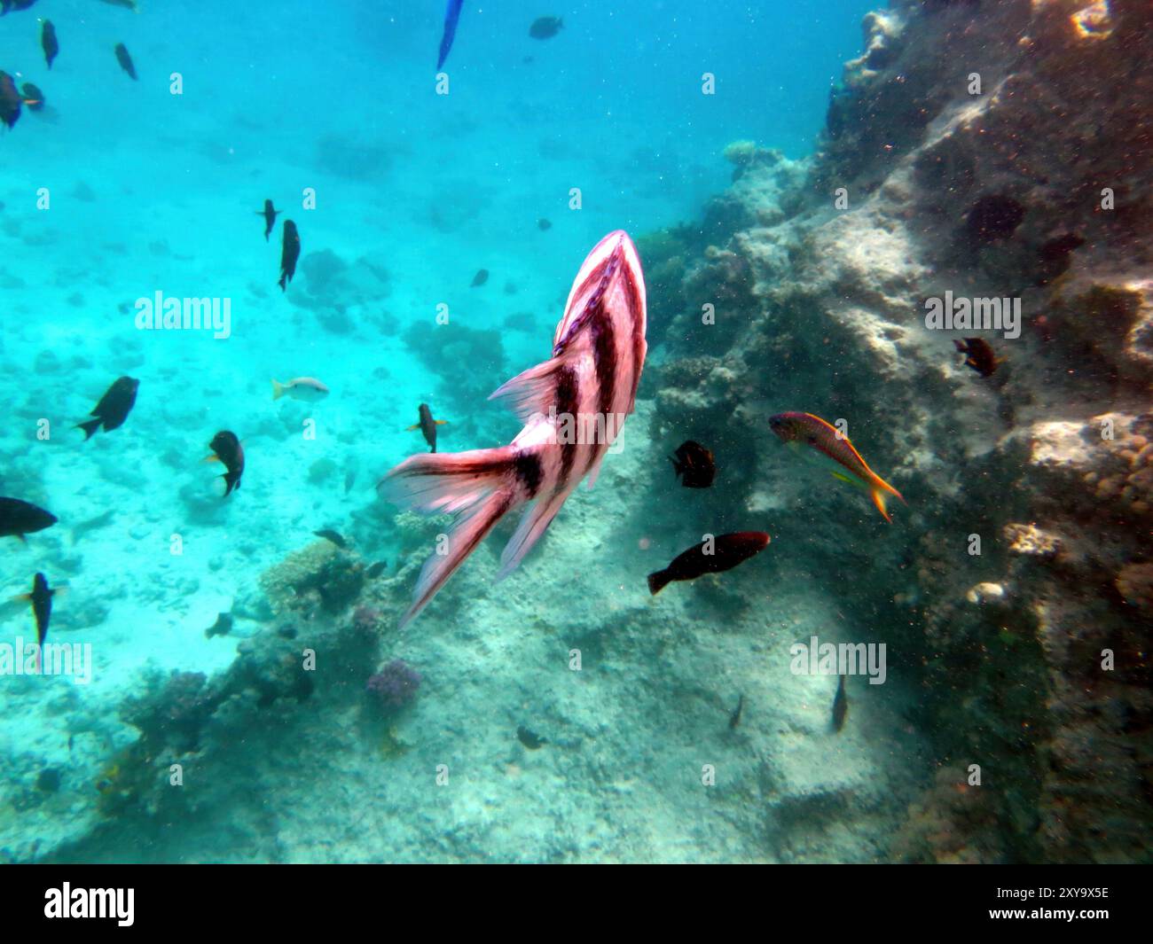 Encounter an array of tropical fish swimming through the stunning coral ...