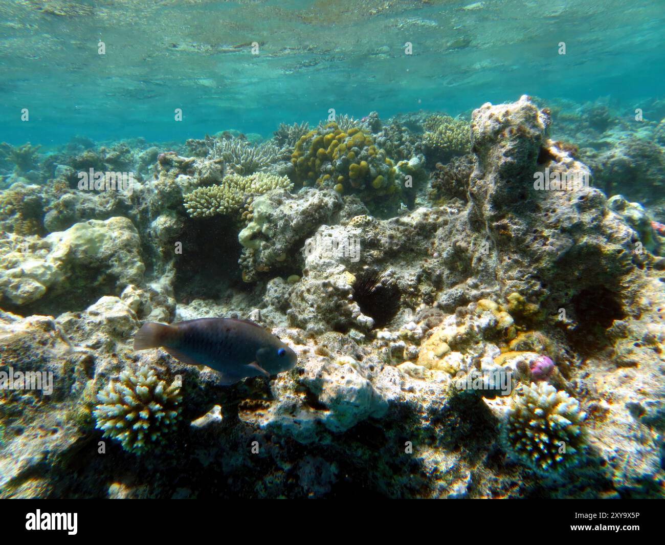 Splendor of underwater creatures hi-res stock photography and images ...