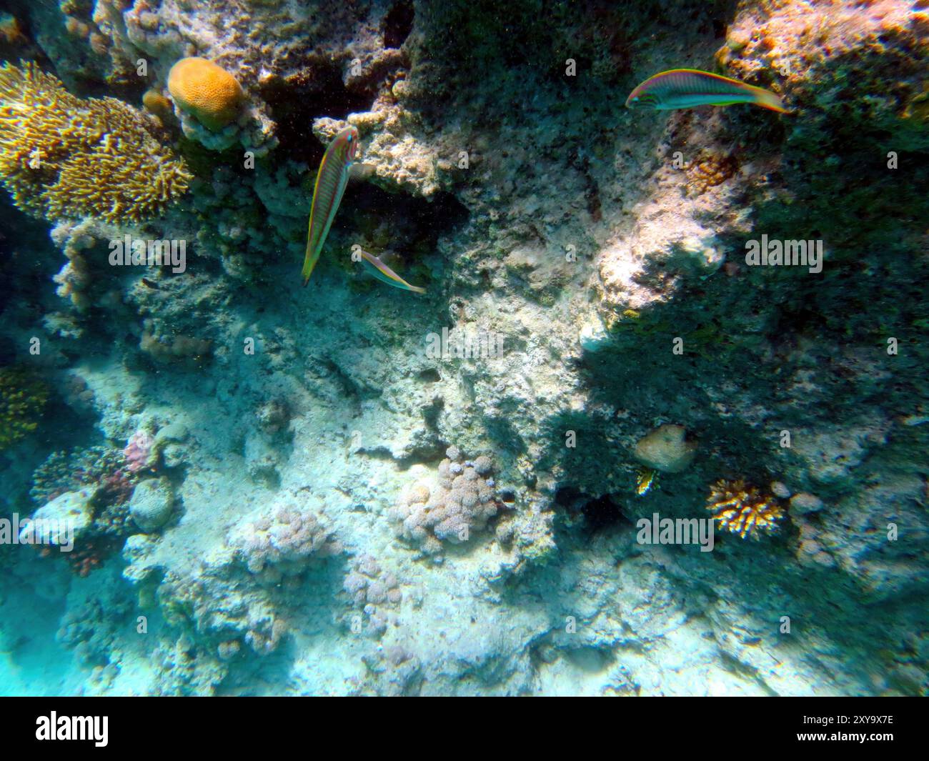 Habitats vibrant biodiversity hi-res stock photography and images - Alamy