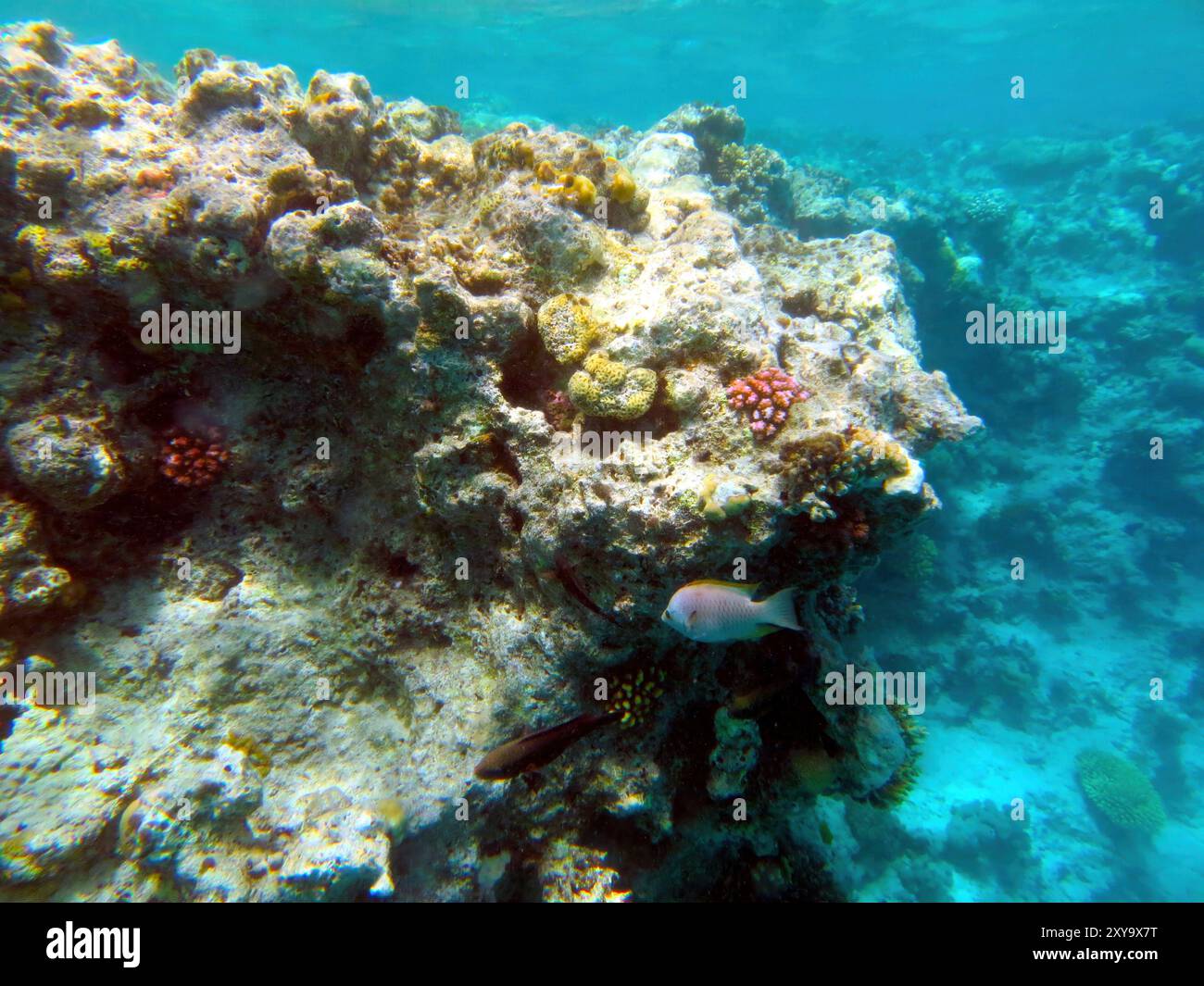 Marine biodiversity studies hi-res stock photography and images - Alamy