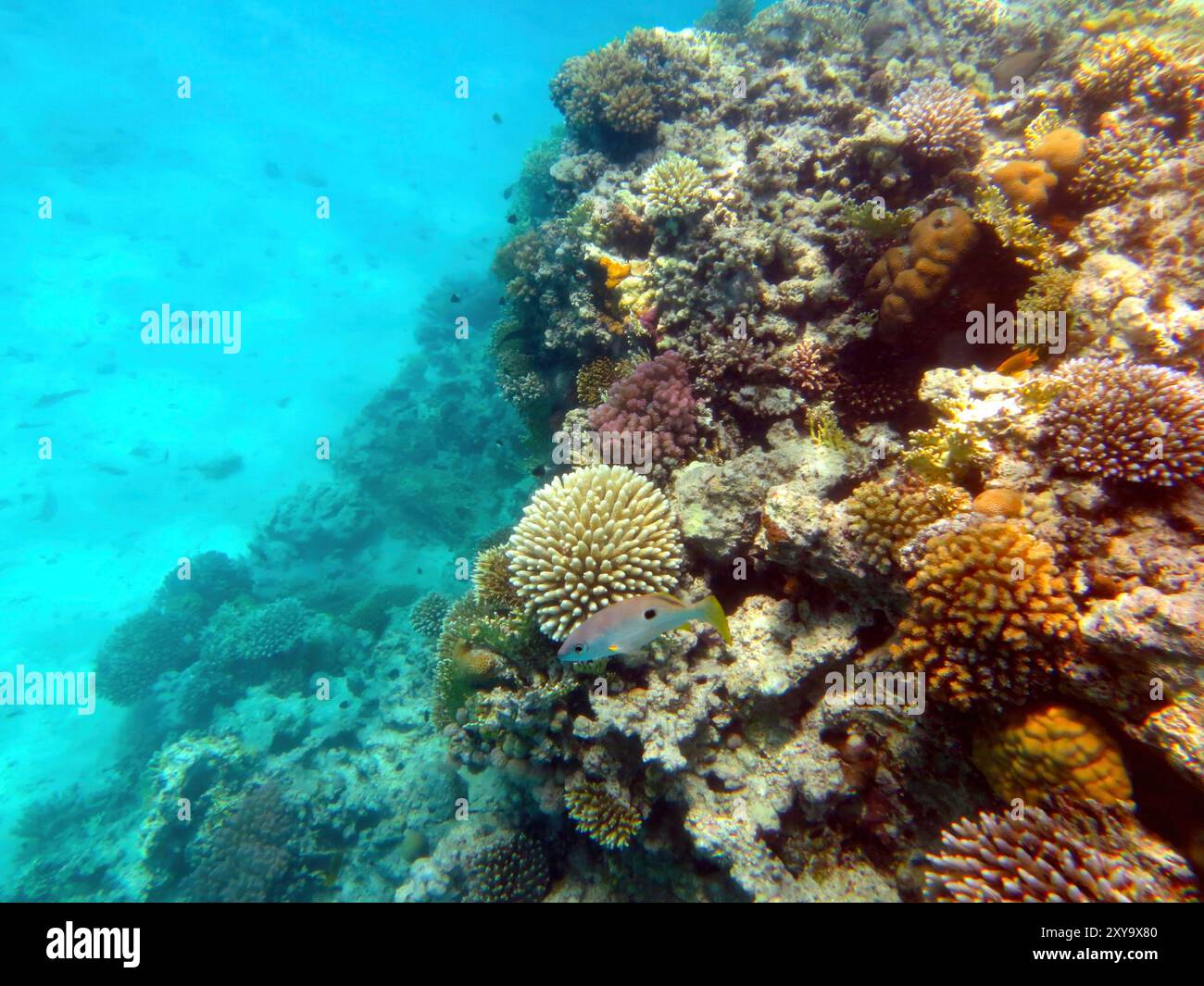 Discover the colorful underwater world of the Red Sea near Hurghada ...