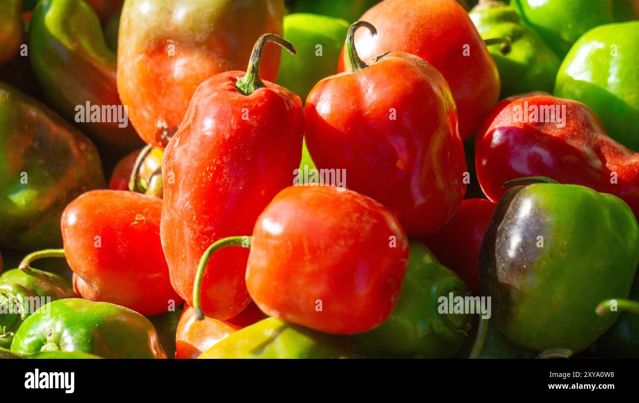 Capsicum toxicarium hi-res stock photography and images - Alamy