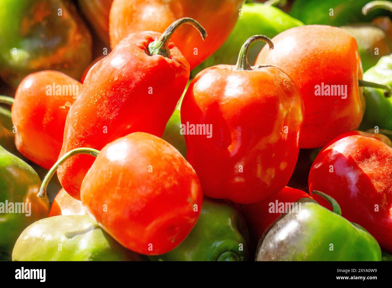 Capsicum chinense (Cabai habanerom, cabai gendol, cabai gendot). The ...