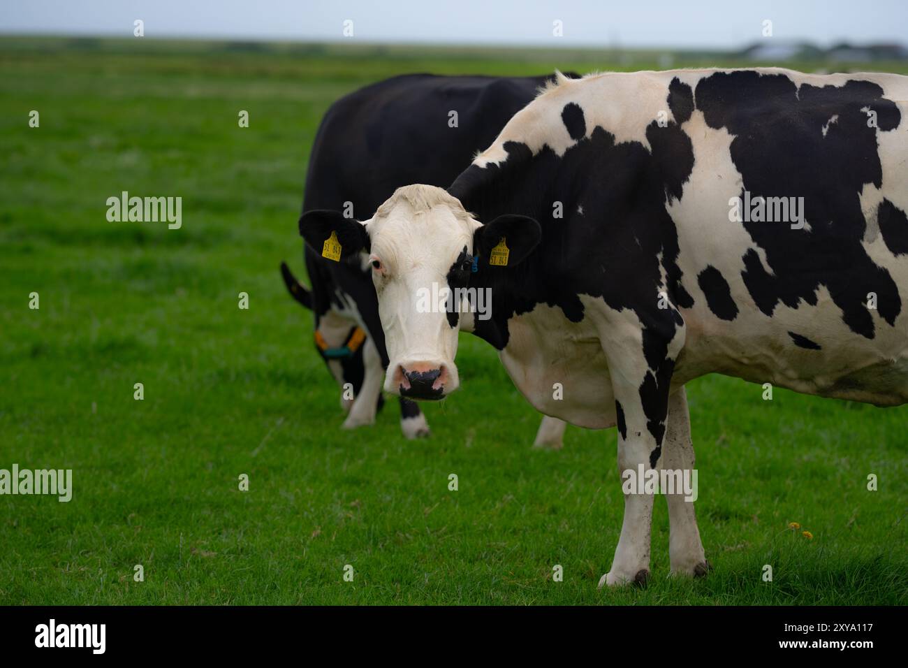 Holstein Cow herd. Cow herd grazing at farm. Dairy cow herd in meadow ...