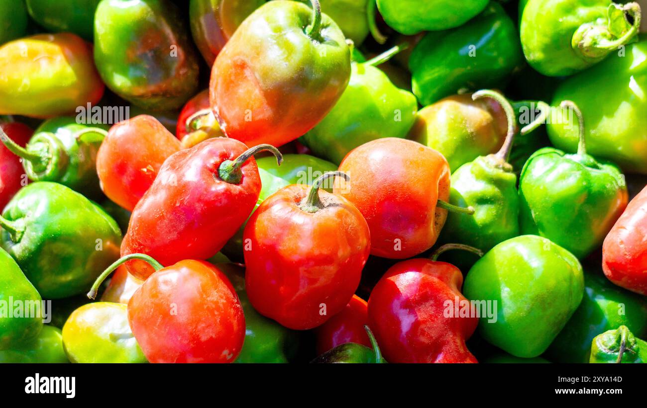 Capsicum chinense (Cabai habanerom, cabai gendol, cabai gendot). The ...