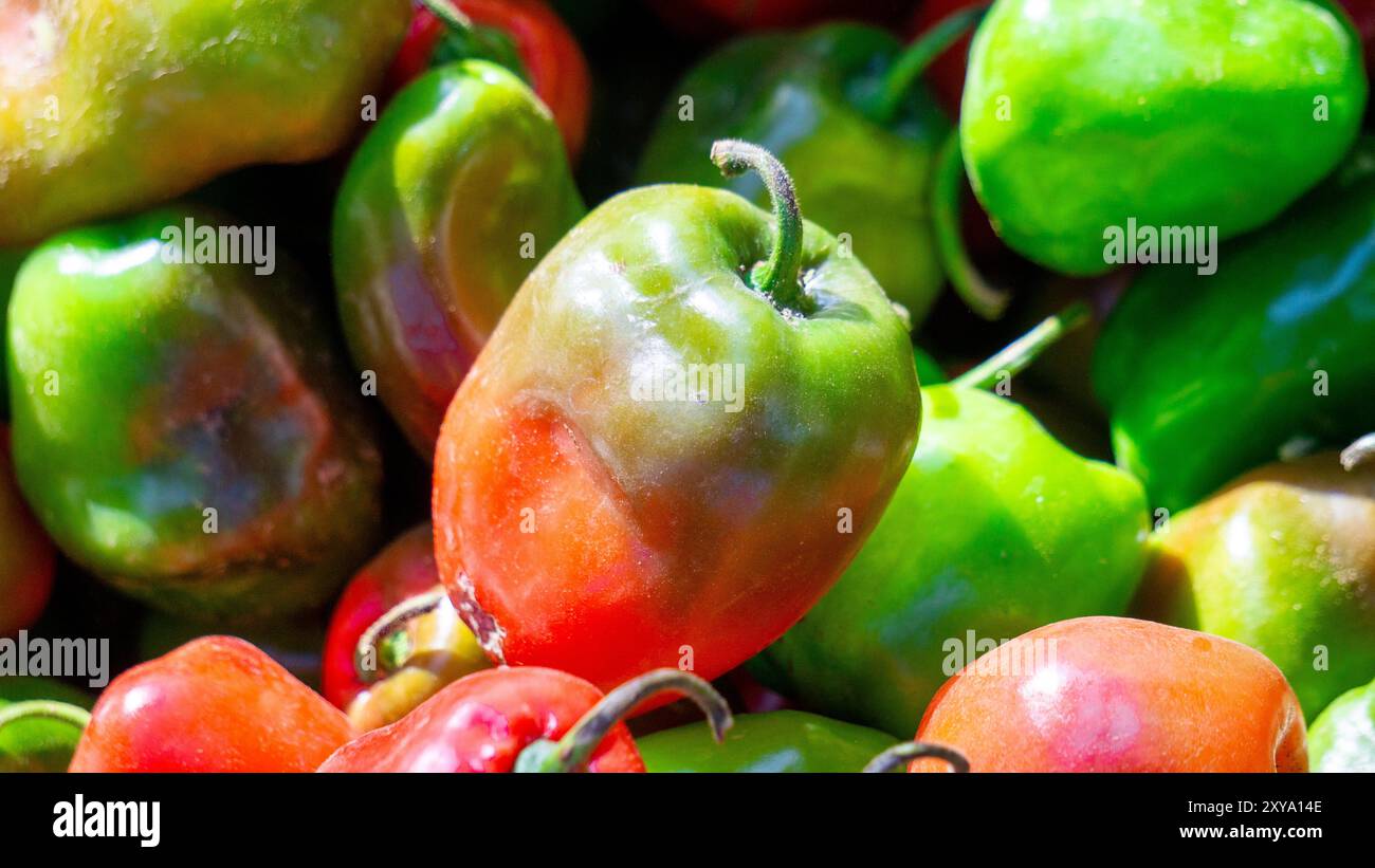 Capsicum chinense (Cabai habanerom, cabai gendol, cabai gendot). The ...