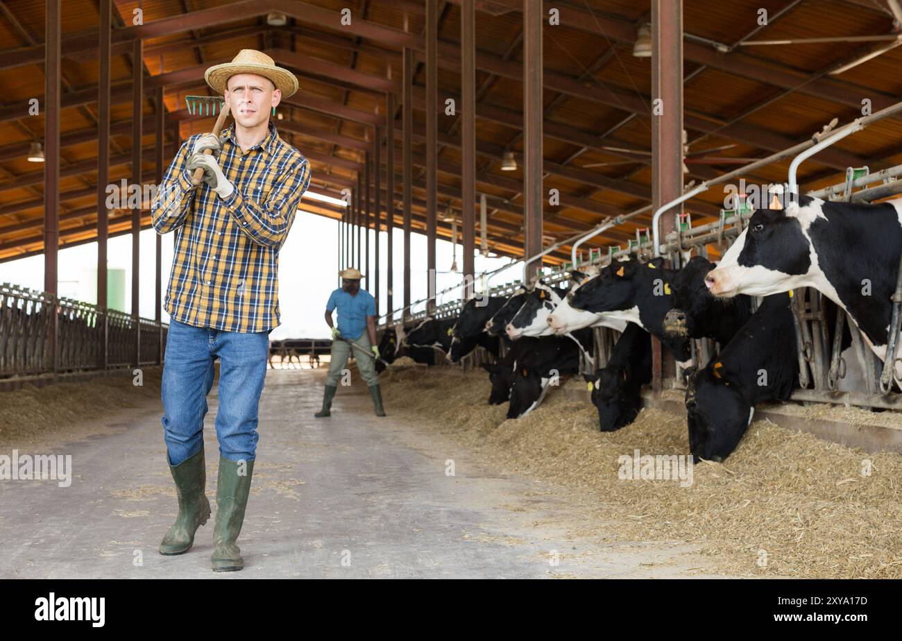 Male farmer posing in cowshed at the cow farm Stock Photo - Alamy