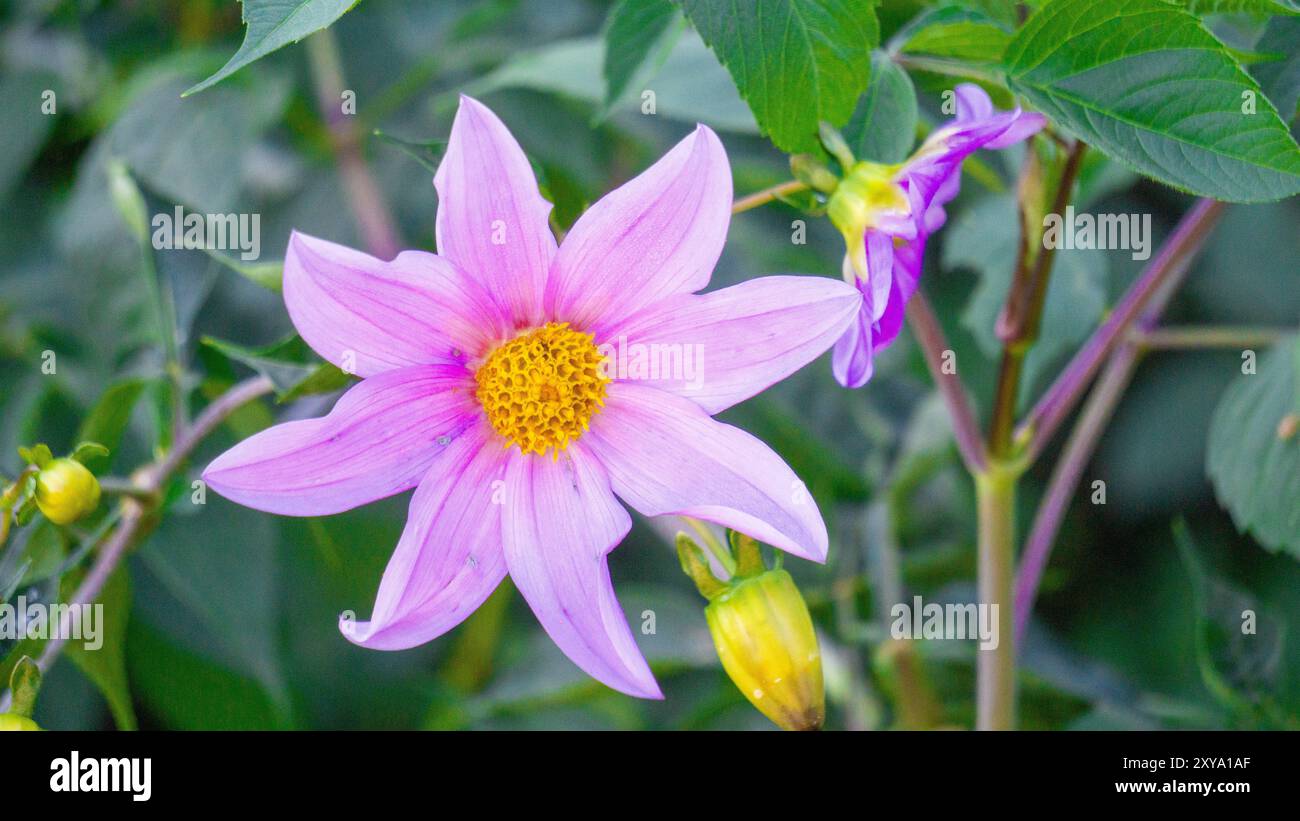 Dahlia Sorensenii. Single dahlias have blooms with a single outer ring ...
