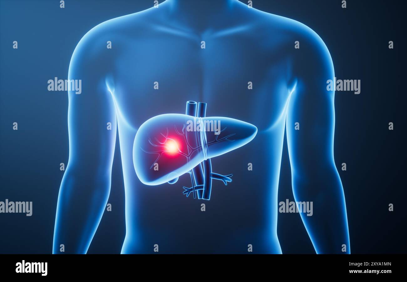 Organ liver in the transparent human body, 3d rendering. 3D ...