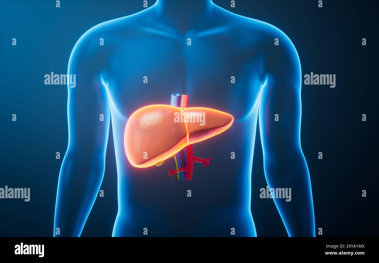 Organ liver in the transparent human body, 3d rendering. 3D ...