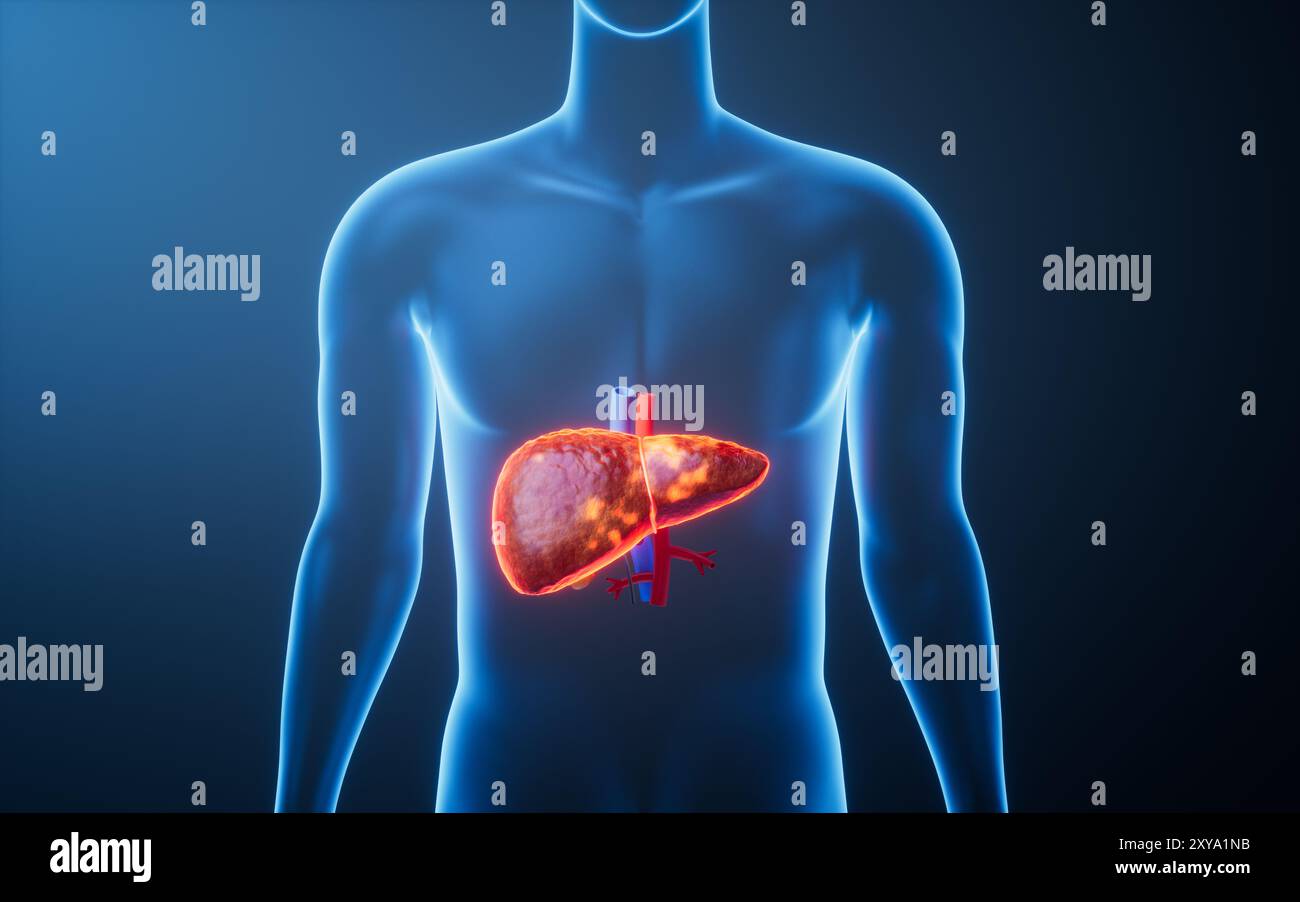 Organ liver in the transparent human body, 3d rendering. 3D ...