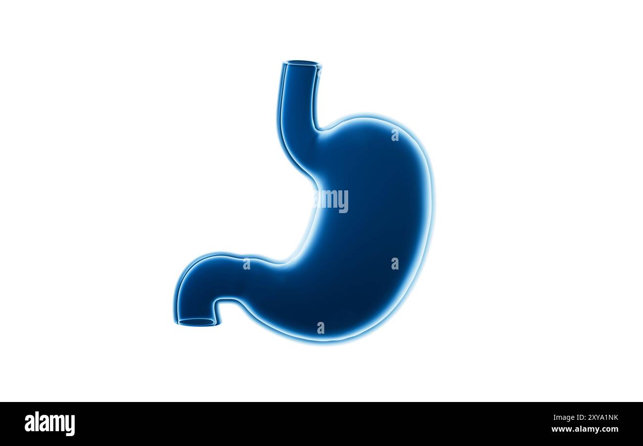 Stomach with transparent structure, 3d rendering. 3D illustration Stock ...