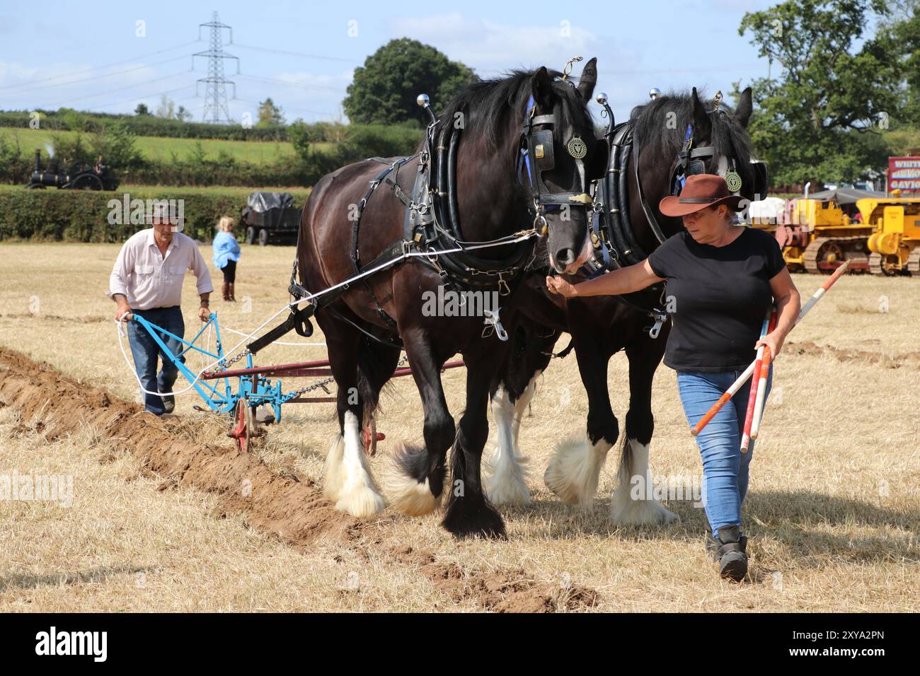 Haylers heavy horses hi-res stock photography and images - Alamy