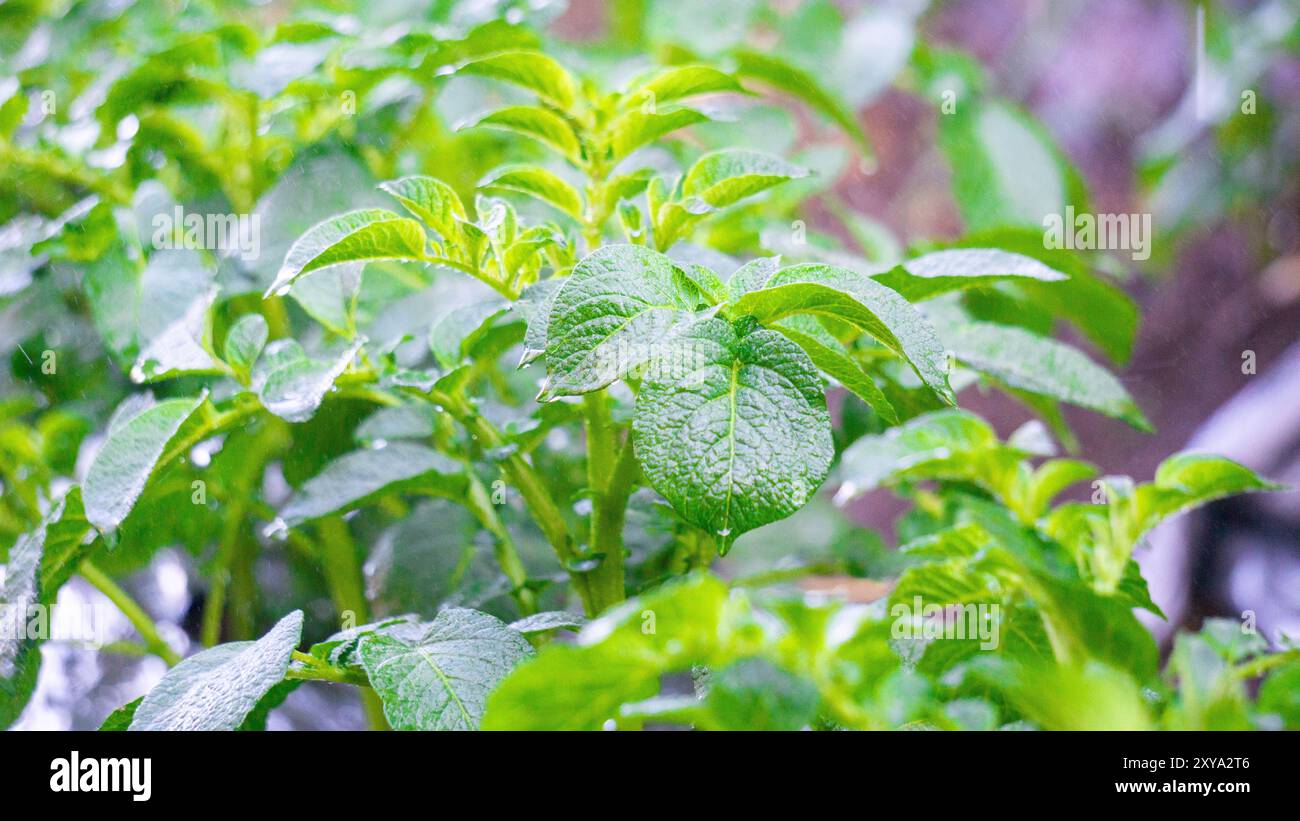 Potato solanum tuberosum tree watered hi-res stock photography and ...
