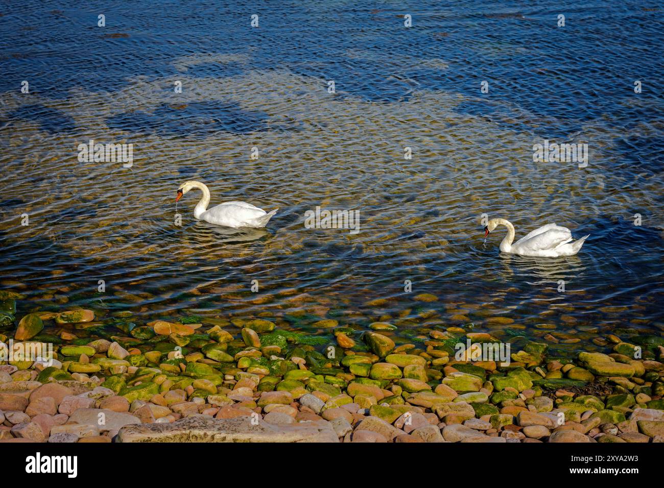 Adult swans swimming and feeding in a shallow bay. Spring, sunny day ...