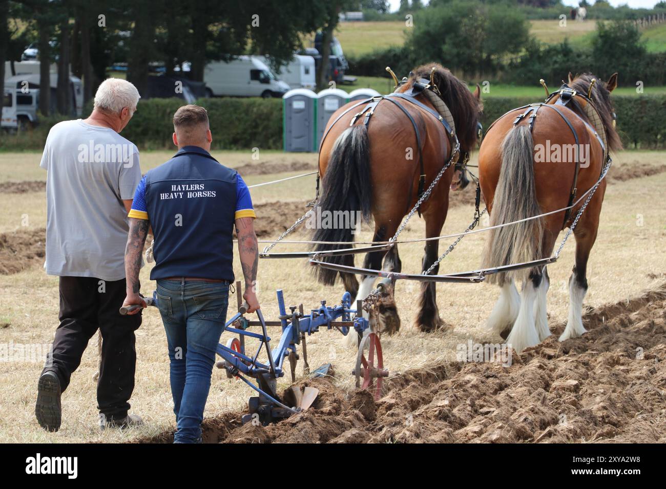 Haylers heavy horses hi-res stock photography and images - Alamy