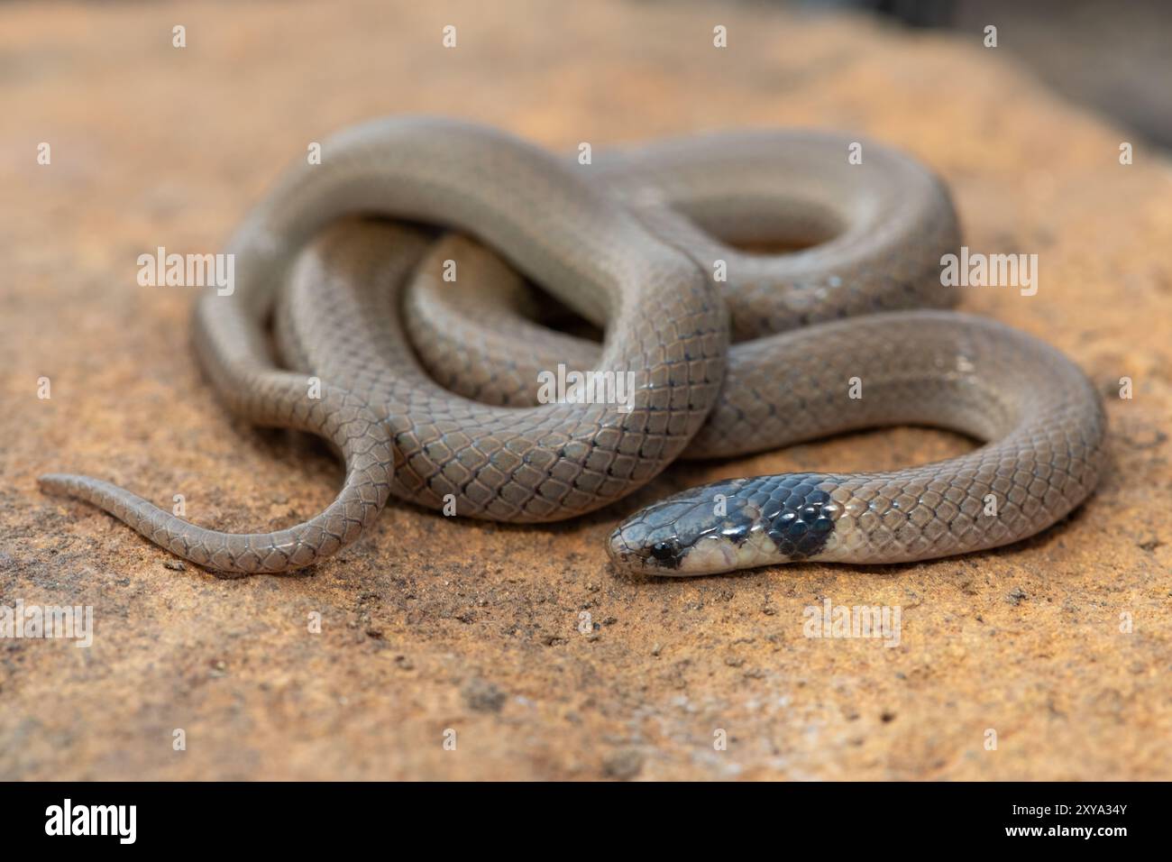 A beautiful Black-headed Centipede-eater (Aparallactus capensis), also ...