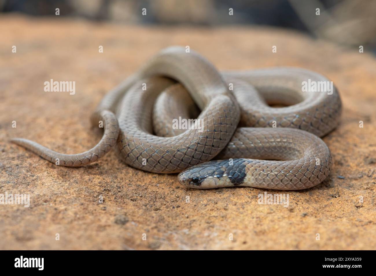 A beautiful Black-headed Centipede-eater (Aparallactus capensis), also ...
