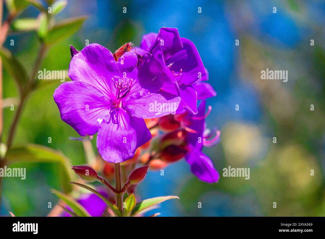 Melastoma candidum (Senggani, senduduk, cengkodok, Melastoma ...