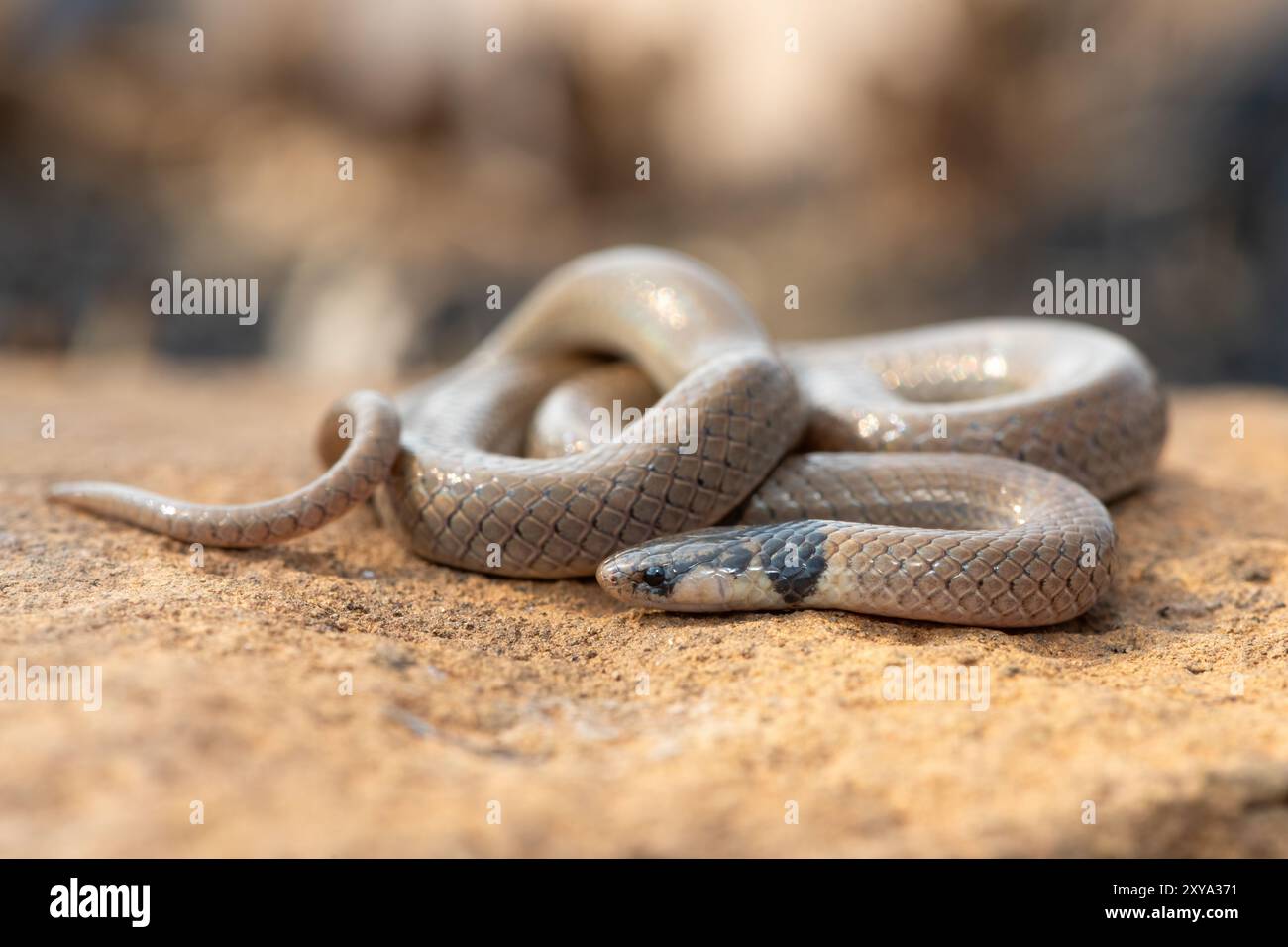 A beautiful Black-headed Centipede-eater (Aparallactus capensis), also ...