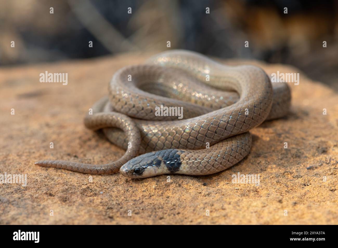 A beautiful Black-headed Centipede-eater (Aparallactus capensis), also ...