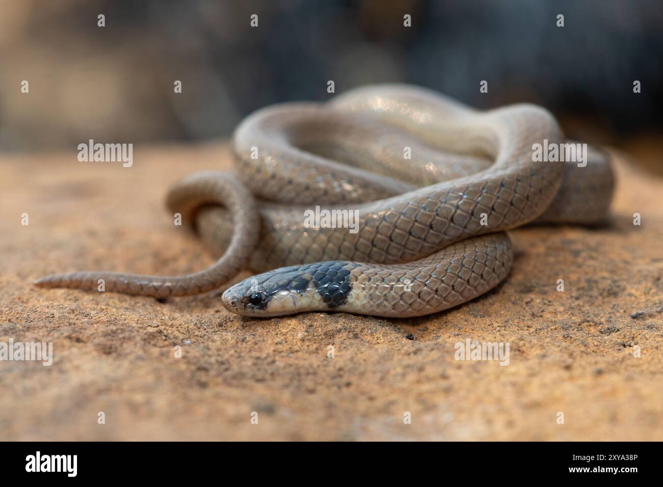 A beautiful Black-headed Centipede-eater (Aparallactus capensis), also ...