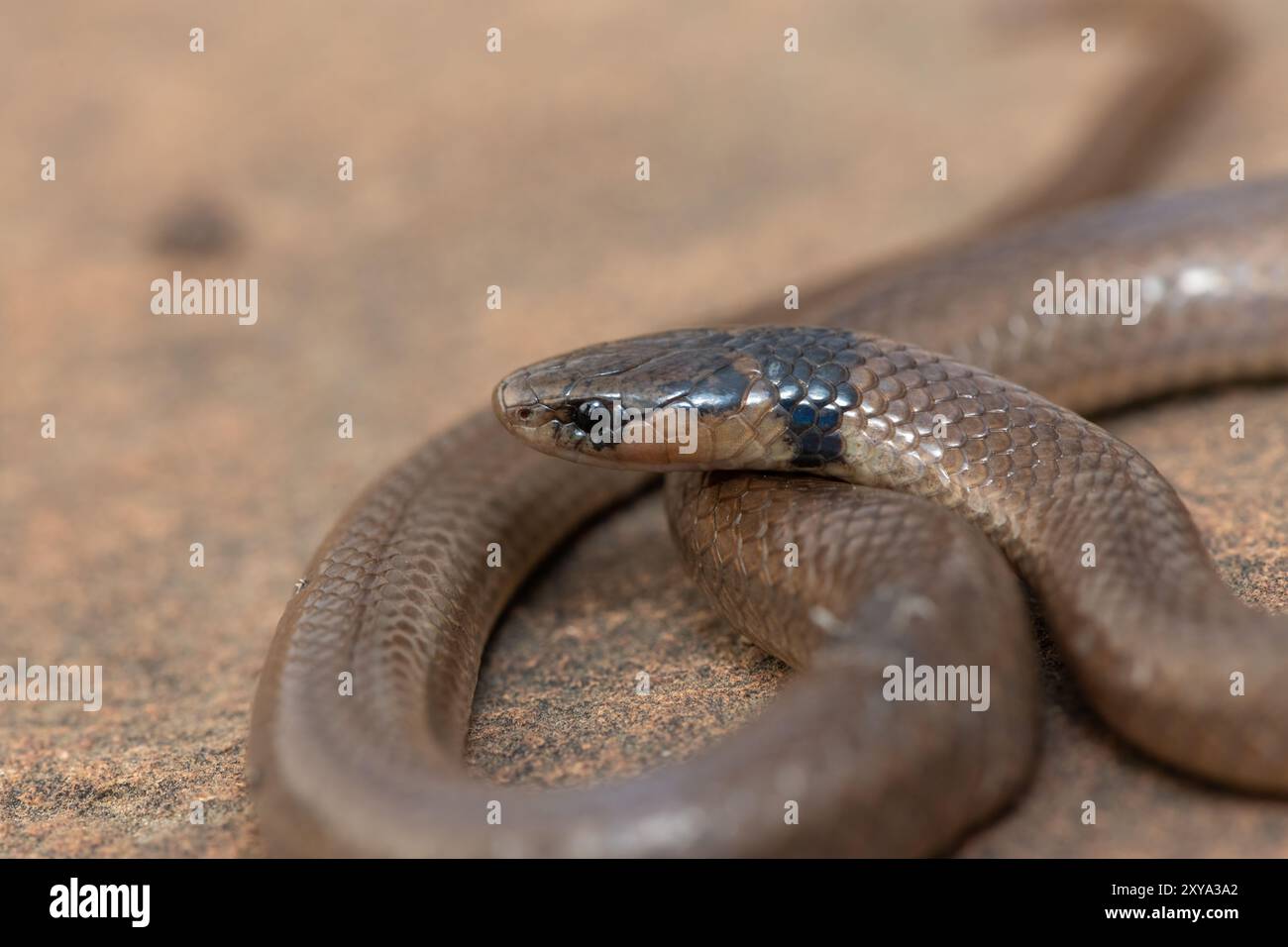 A beautiful Black-headed Centipede-eater (Aparallactus capensis), also ...