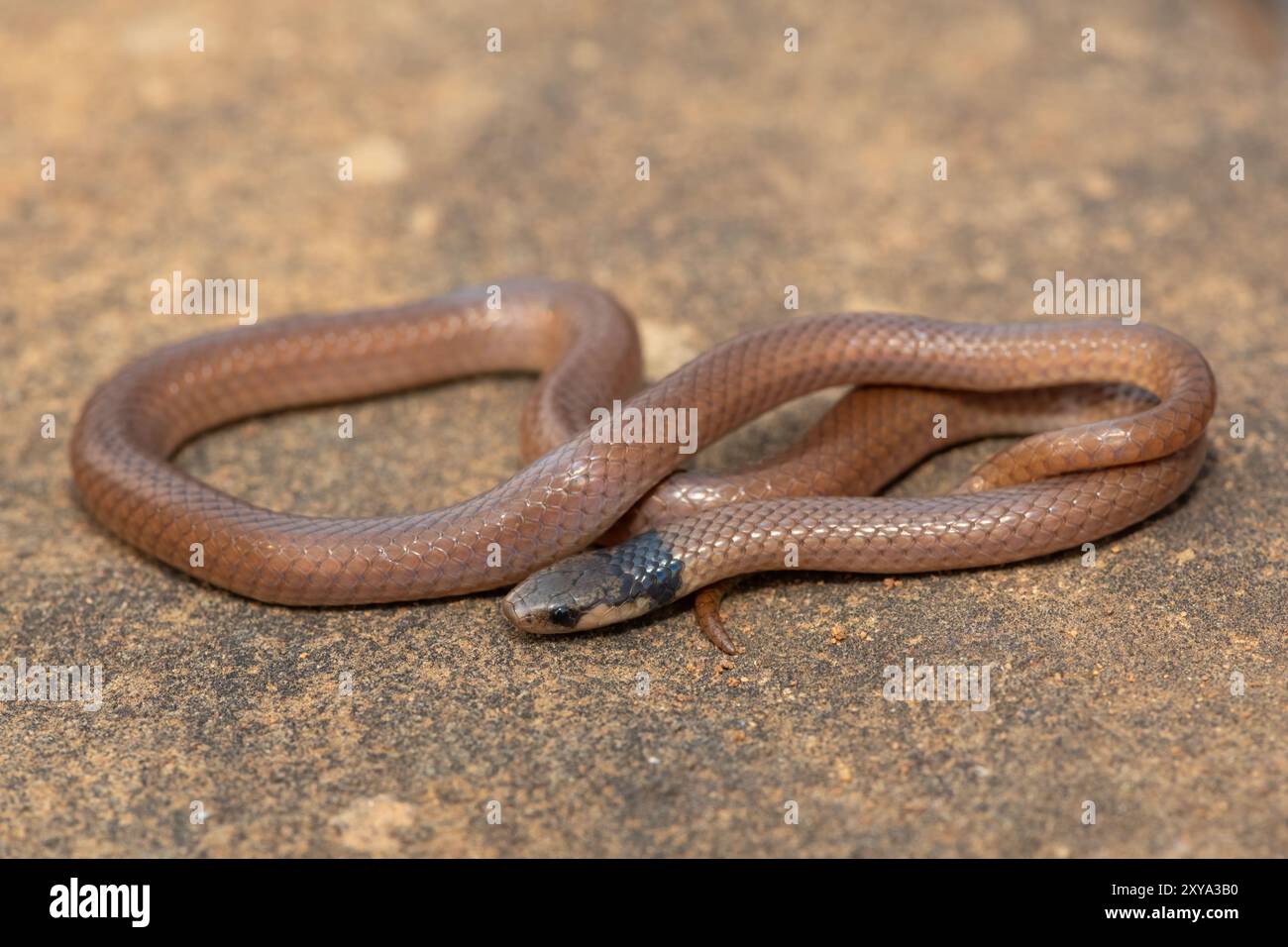 A beautiful Black-headed Centipede-eater (Aparallactus capensis), also ...