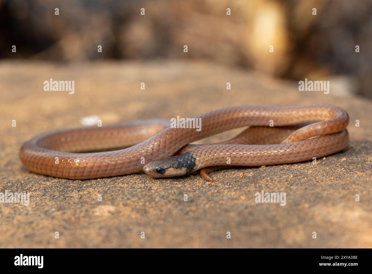 A beautiful Black-headed Centipede-eater (Aparallactus capensis), also ...