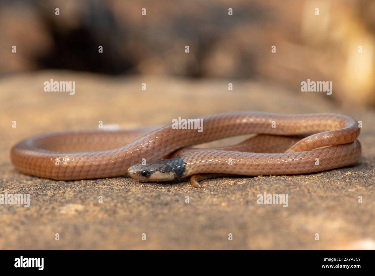 A beautiful Black-headed Centipede-eater (Aparallactus capensis), also ...