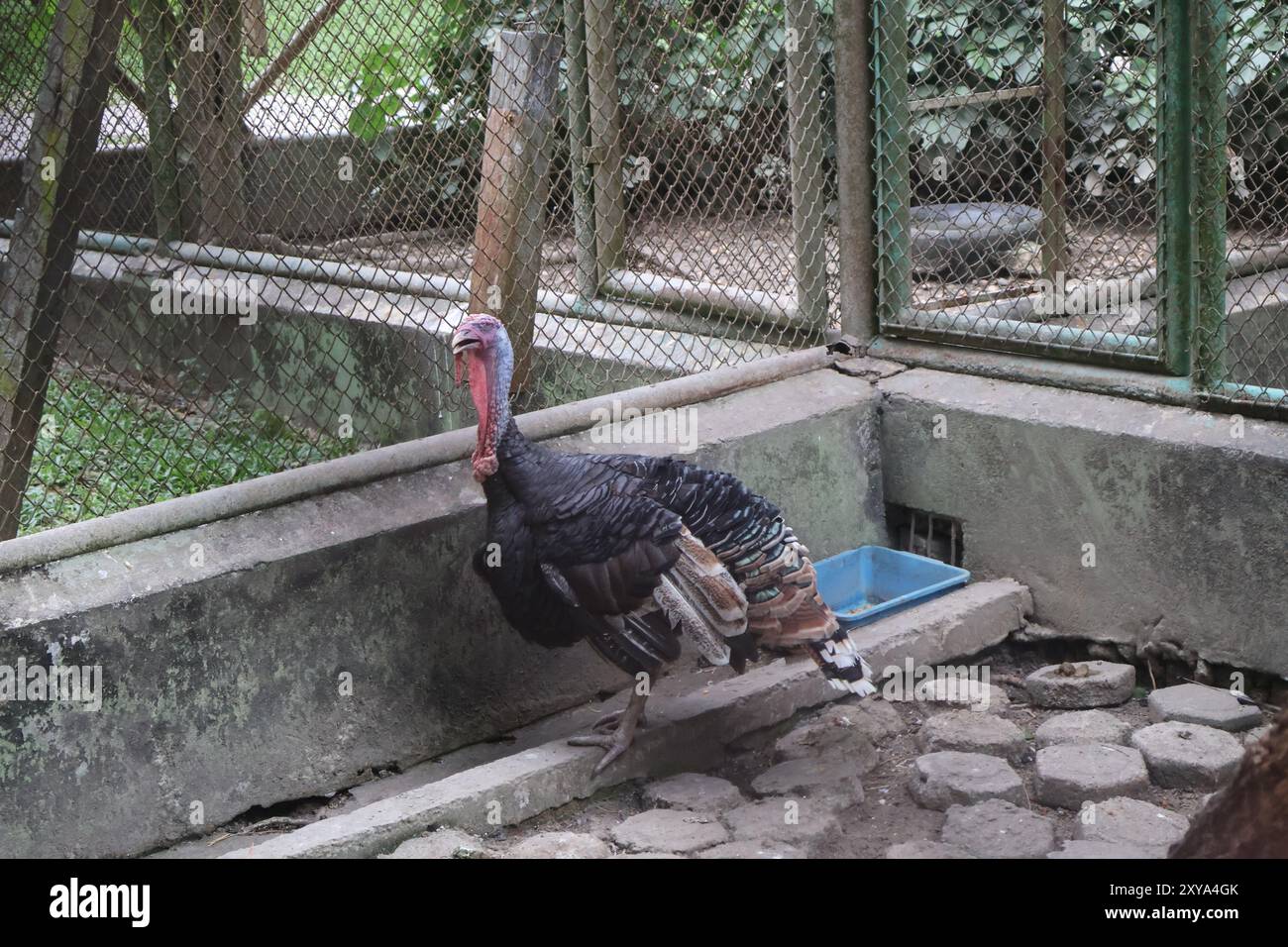 Beo hi-res stock photography and images - Alamy