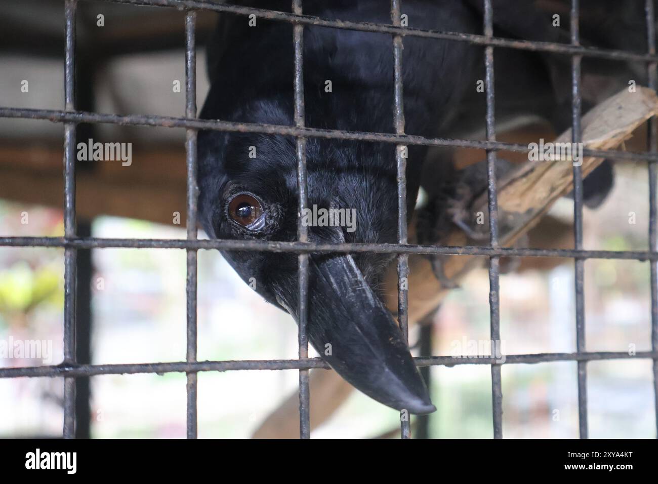 Zoo crow hi-res stock photography and images - Alamy