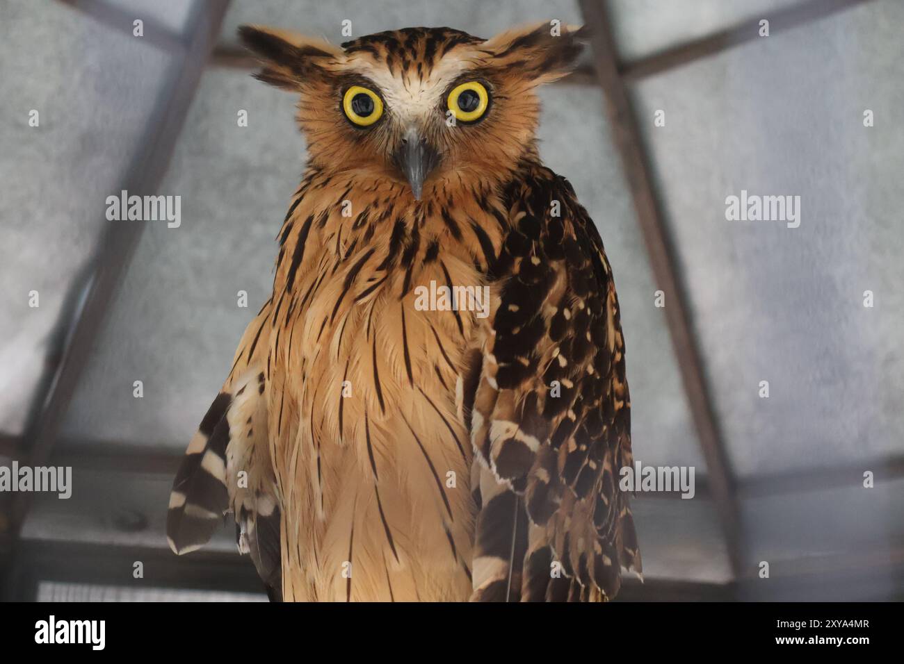 Excited birds hi-res stock photography and images - Alamy