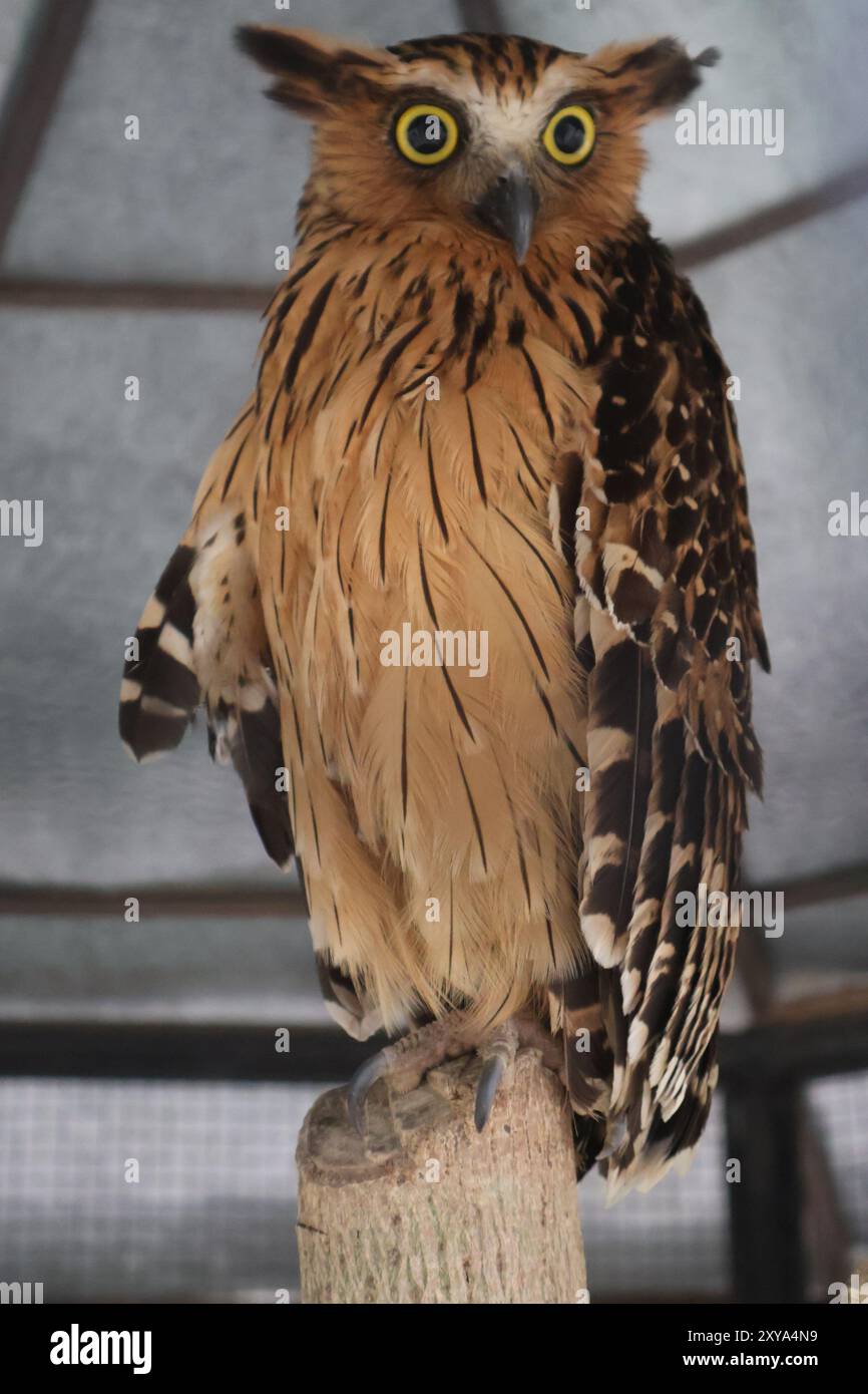 Excited birds hi-res stock photography and images - Alamy