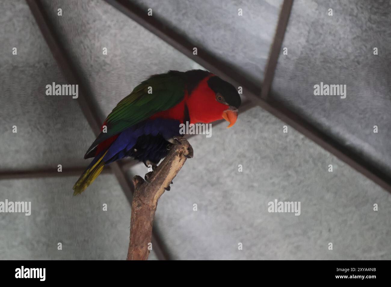 Parrots of indonesia hi-res stock photography and images - Alamy