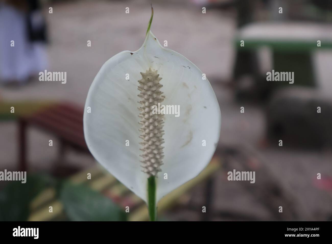 Peace lily flowers hi-res stock photography and images - Alamy