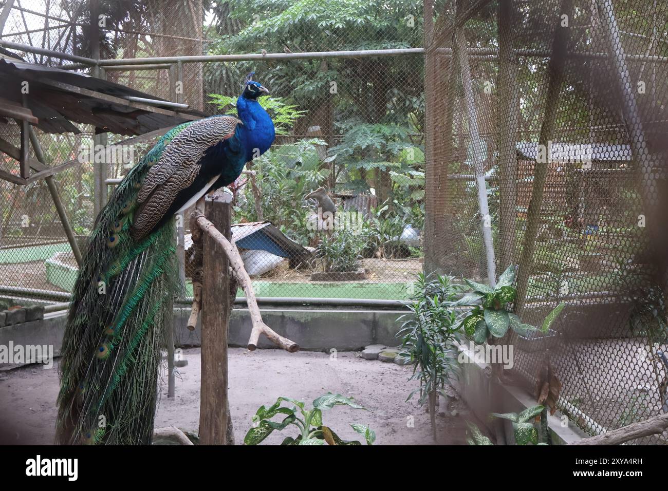 peacock on tree at zoo Stock Photo - Alamy