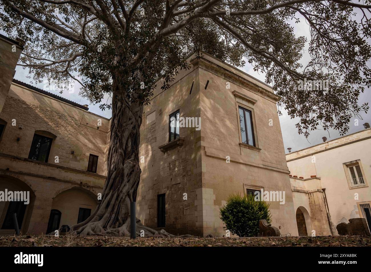 Lecce, Italy. 20th Aug, 2024. Monumental Specimen of ''Ficus ...