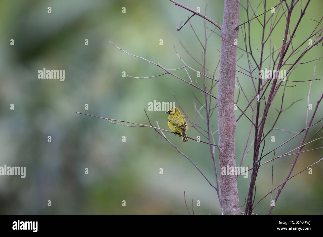 The western citril (Crithagra frontalis), also known as the yellow ...