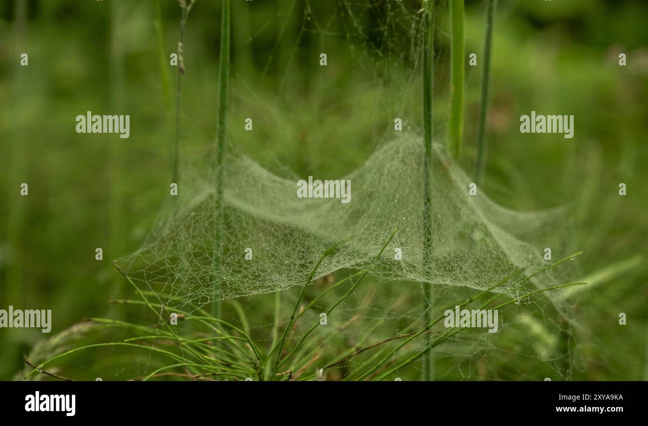 Thin Spider Web Fibers Between Green Stems in Redwood Forest Stock ...