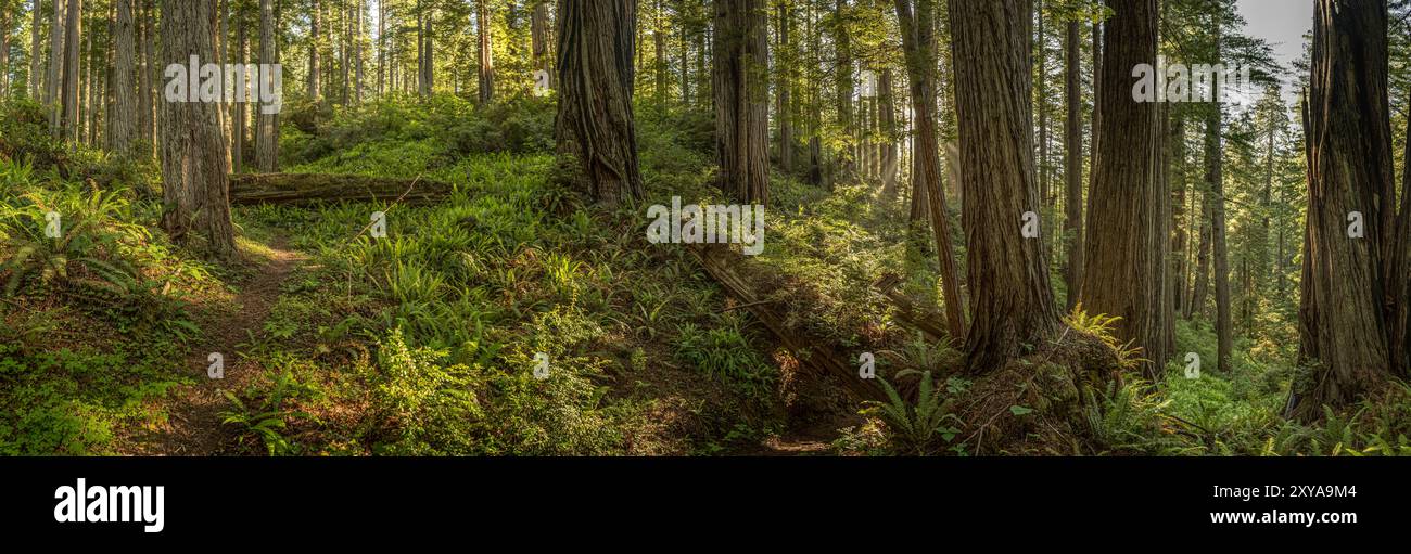 Trail Twists Around Giant Trees Through Forest And Across Downed Log In ...
