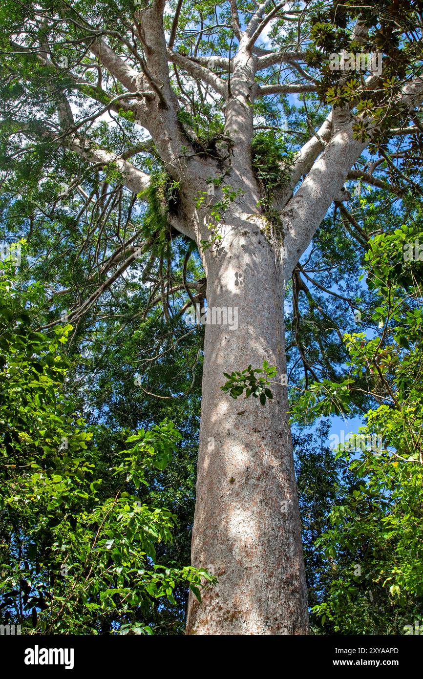 Giant kauri tree, Blue River Provincial Park Stock Photo - Alamy