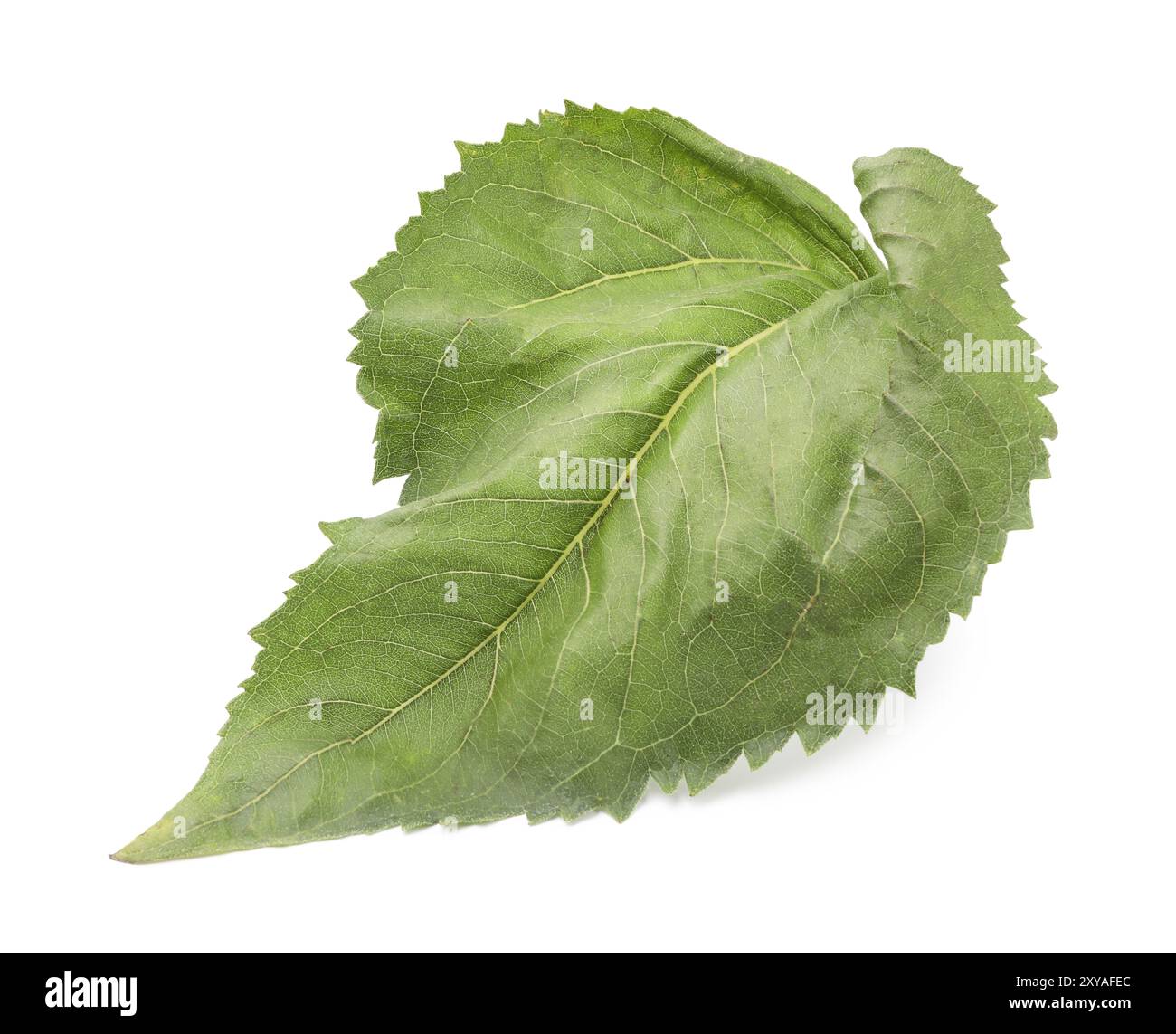 One green sunflower leaf isolated on white Stock Photo - Alamy