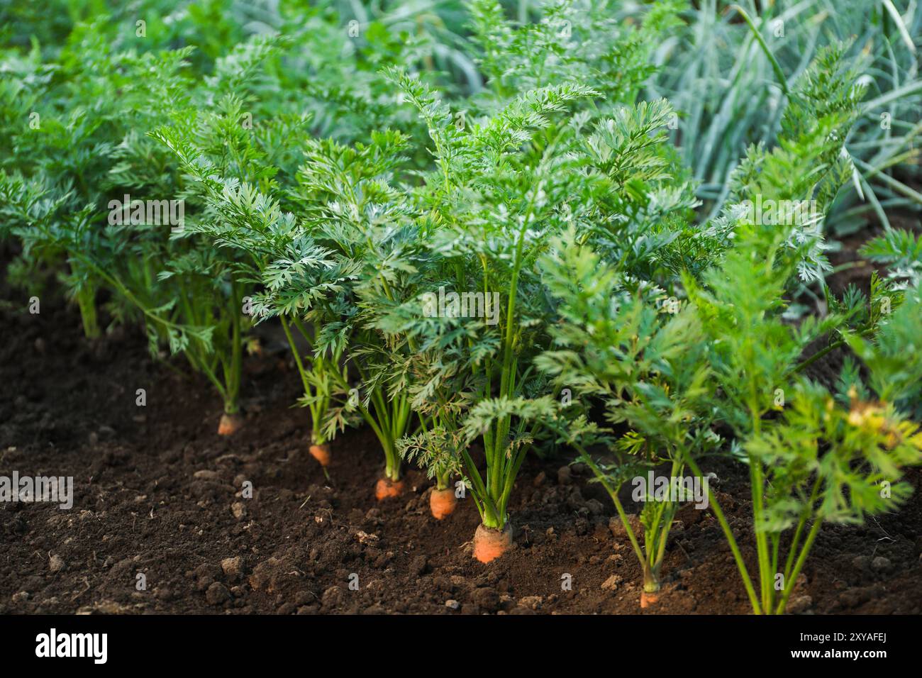 Carrot plants growing in rural hi-res stock photography and images - Alamy