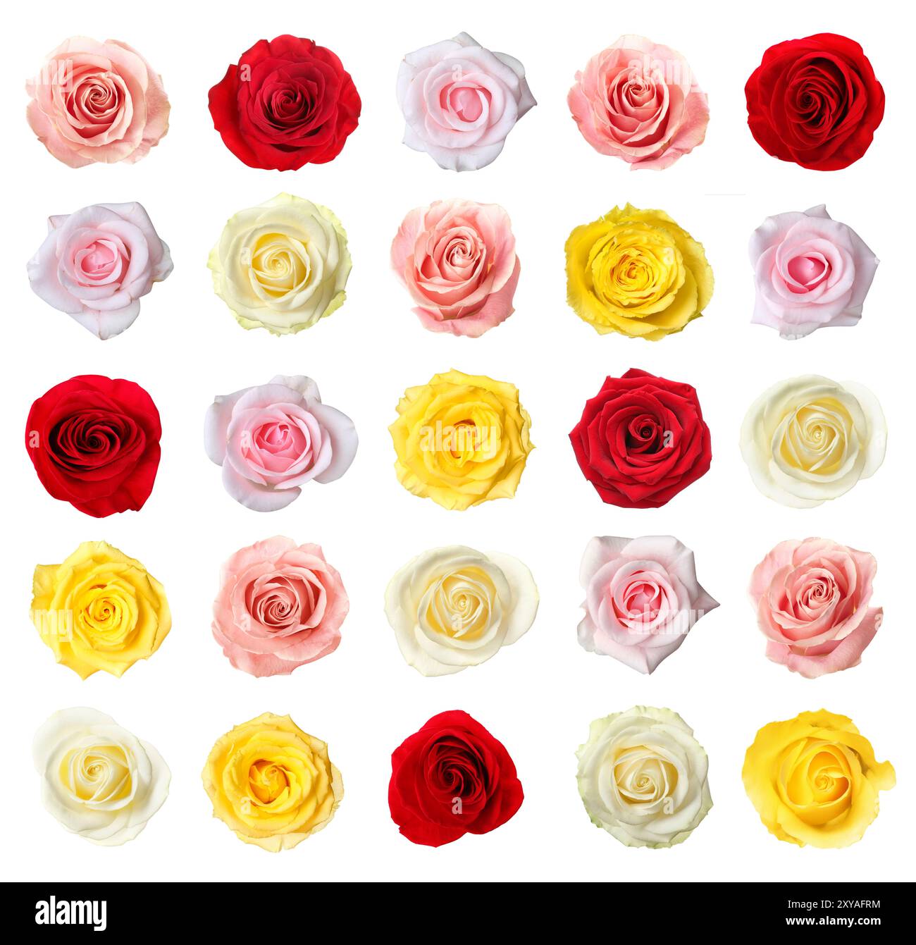 Many beautiful roses isolated on white, set Stock Photo - Alamy